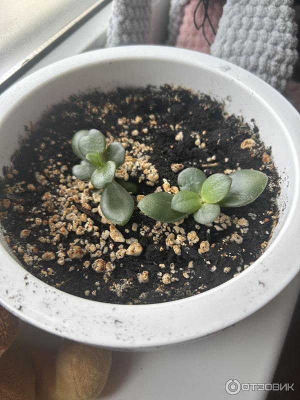 Отзыв о Органическое удобрение Био комплекс Биококтейль для толстянки Нам понравилось