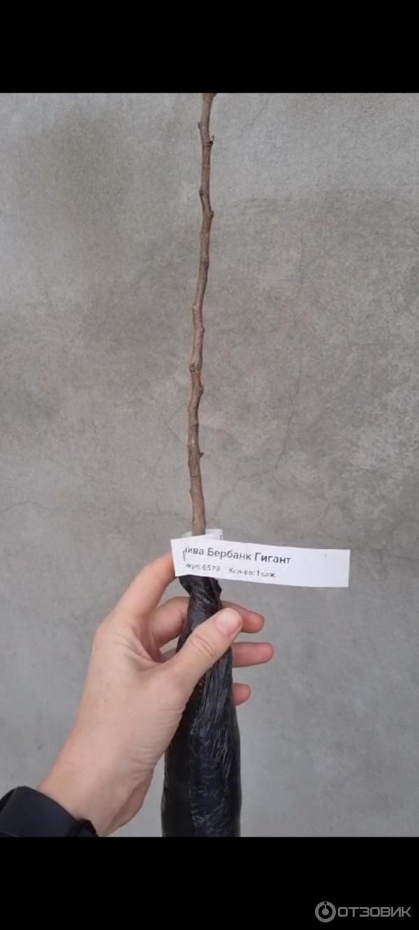 Отзыв о Gardenmart24.ru - интернет-магазин семян и саженцев | Читайте ...