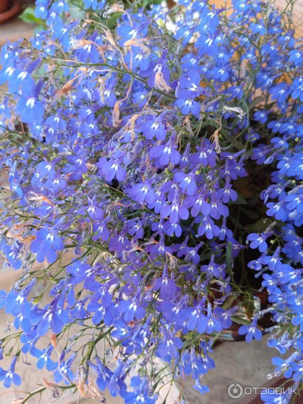 Отзыв о Смартфон Tecno Pova 6 Neo li6 8/256 | не все то золото, что Tecno