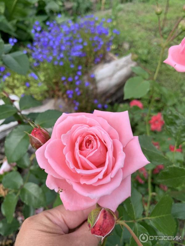 Отзыв о Саженец Гавриш "Роза плетистая Coral Dawn" | Нежная зефирка