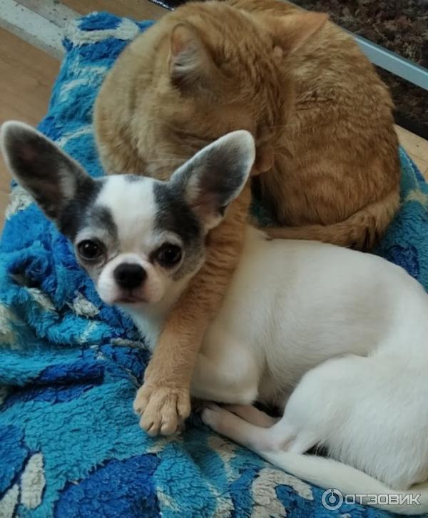 Отзыв о Вакцина для собак Pfizer Vanguard Plus | Чем прививать собаку в ...