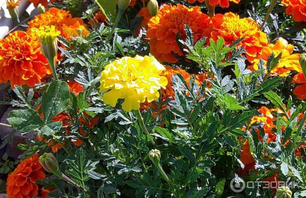 Отзыв о Семена бархатцев Аэлита "Бонанза" смесь сортов | отличная ...